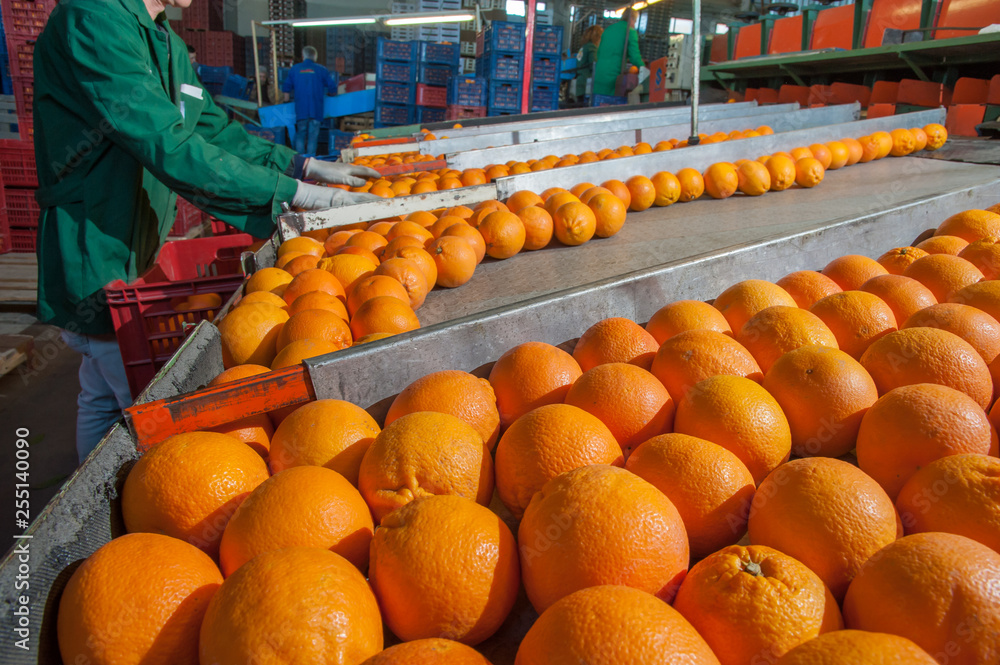 Citrus fruits processing: manual packaging of tarocco fruits after the ...