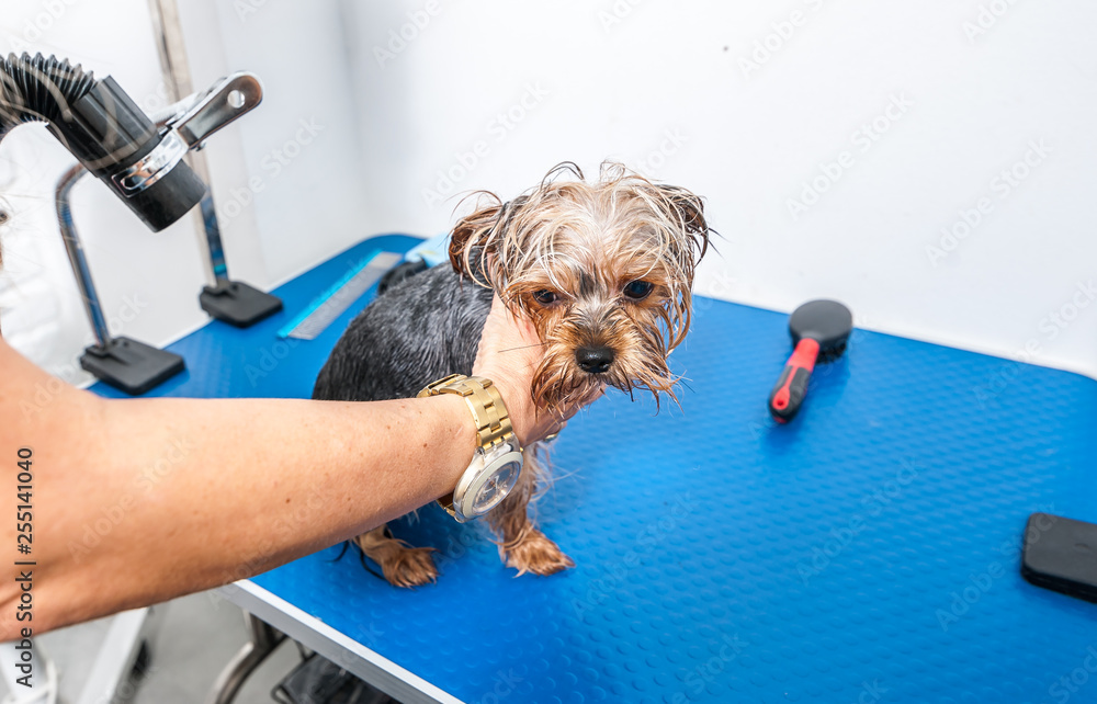 How Do Groomers Bathe A Irish Terrier
