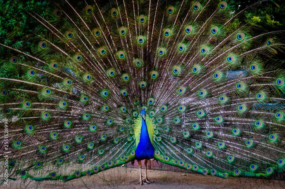 Beautiful Peacock bird fanning out his brilliant colorful tail feathers ...