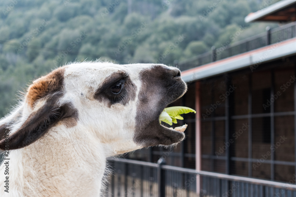 The llama is a domesticated South American came lid, widely used as a ...