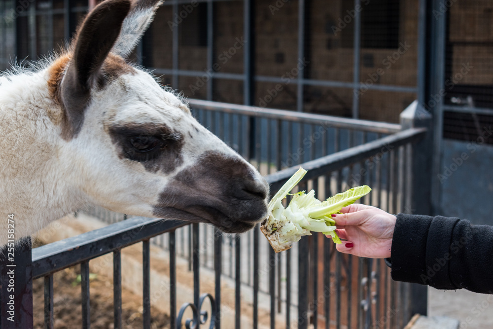 The llama is a domesticated South American came lid, widely used as a ...
