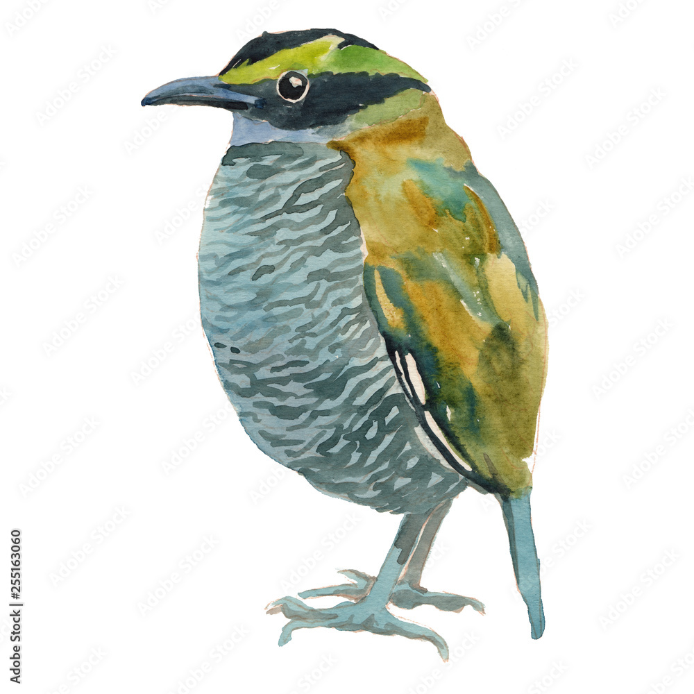 The Banded pitta. Watercolor hand painted drawing of bird. Stock ...