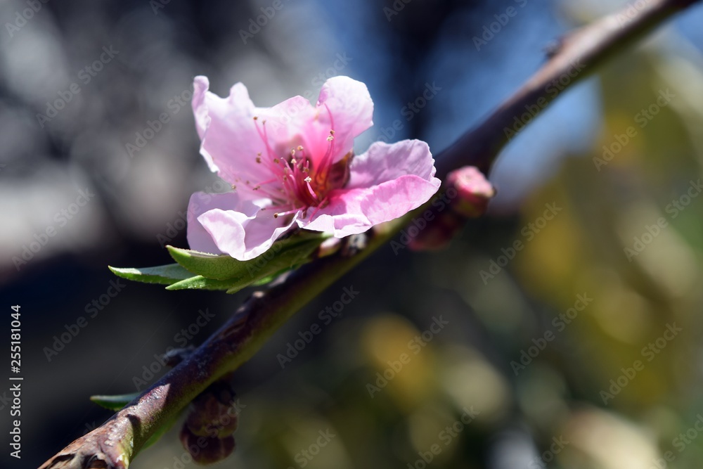 Peach flower on a branch. Рeach trees are in bloom in the garden.The ...