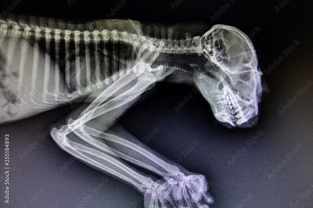 X-ray images of wild animal Stock Photo | Adobe Stock