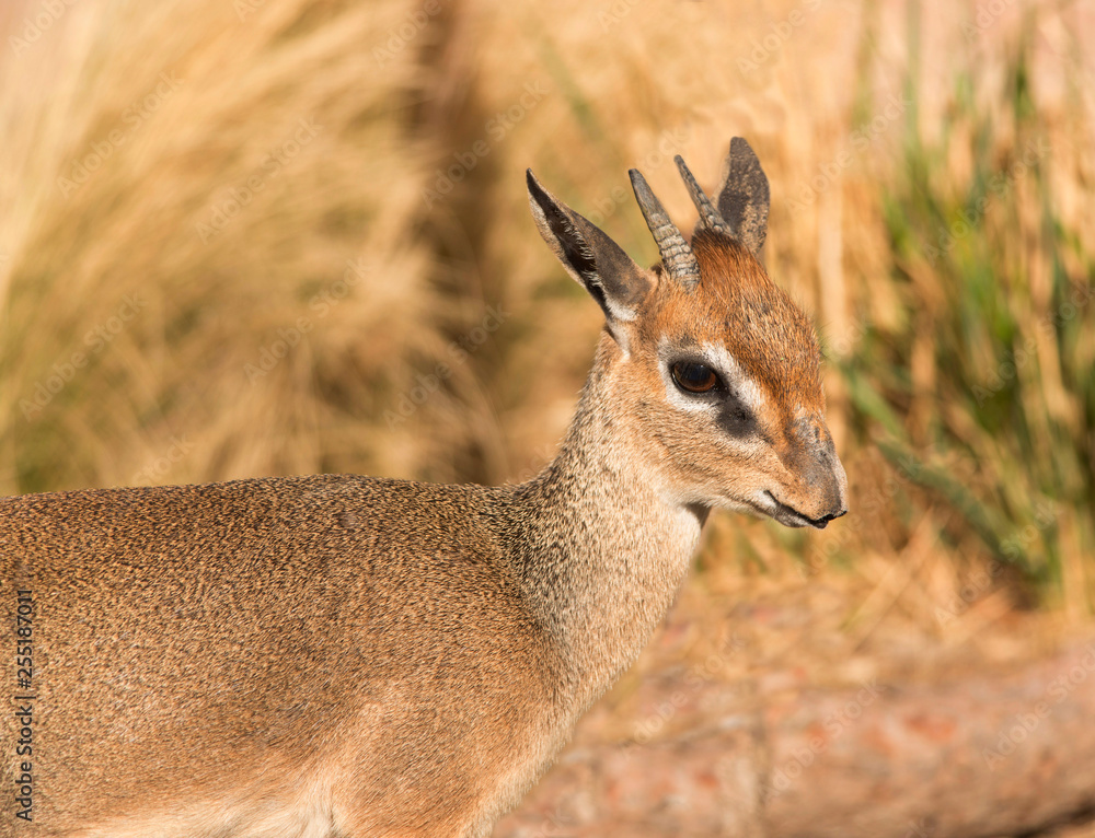 Foto de Kirk's Dik-Dik small African antelope closeup in golden grasses ...