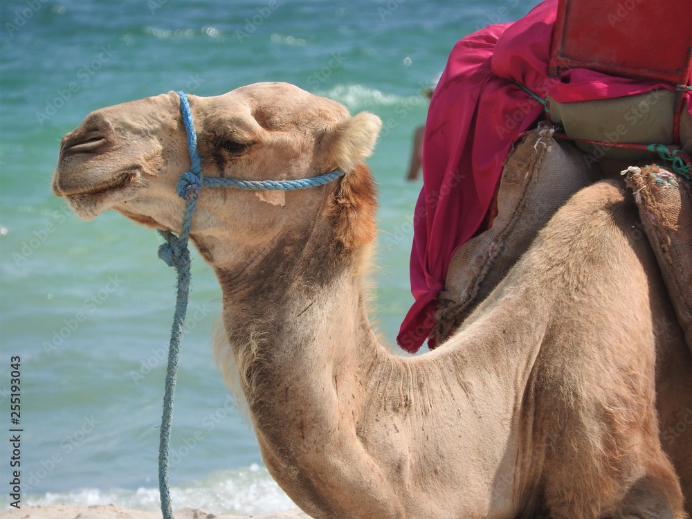 Camel on the beach in Tunisia, Africa on a clear day against the blue ...