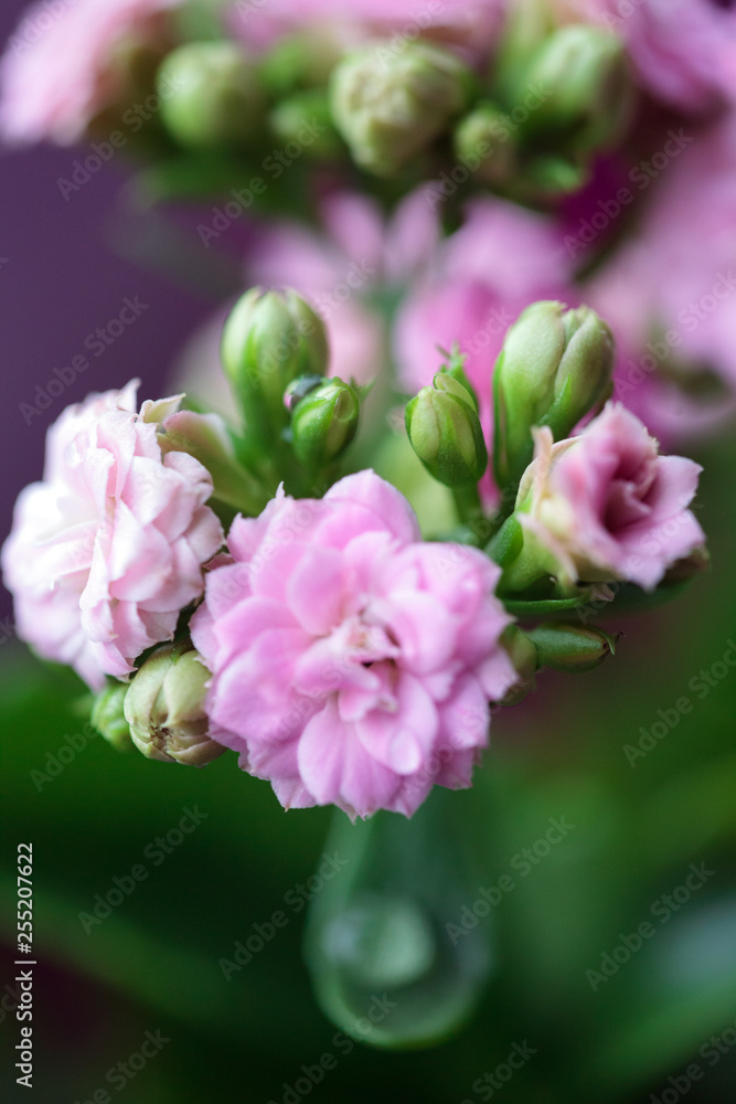 House Plant With Tiny Pink Flowers | Best Flower Site