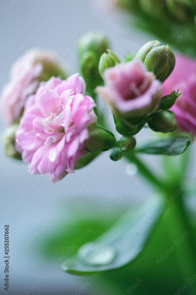 House Plant With Little Pink Flowers | Best Flower Site