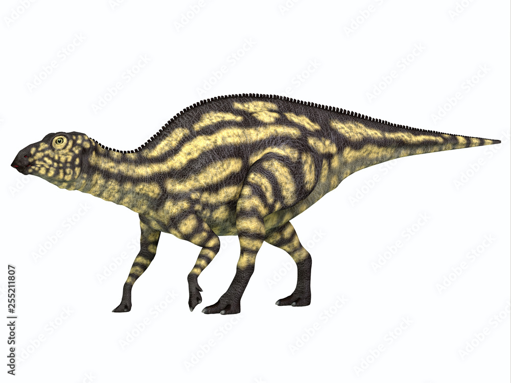 Maiasaurus Dinosaur Young Juvenile - Maiasaurus young juvenile was a ...