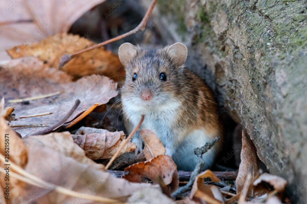 Striped field mouse sitting on ground in park in autumn. Cute little ...