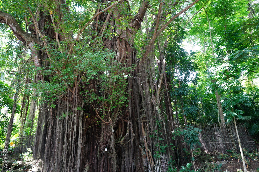 Old famous large rubber tree in Siquijor Island, Philippines Stock ...