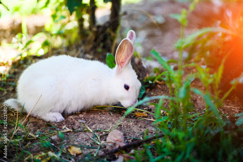 White Rabbit In Garden