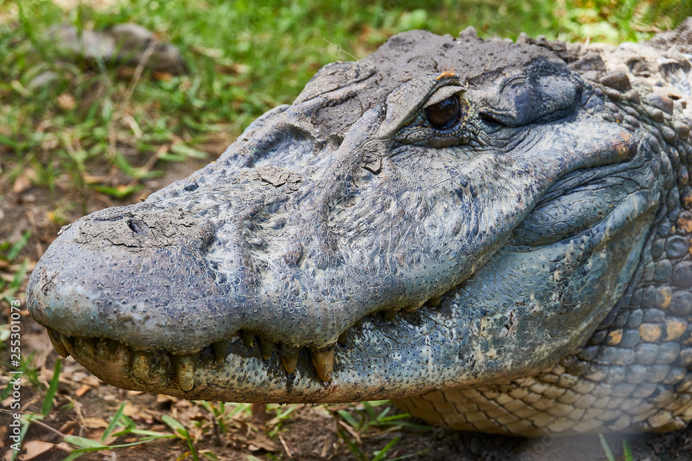 Black Caiman Crocodile