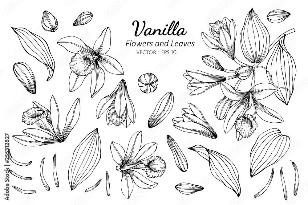 Collection set of vanilla flower and leaves drawing illustration. Stock ...