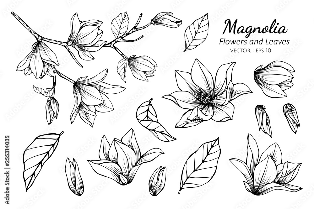 Collection set of magnolia flower and leaves drawing illustration ...