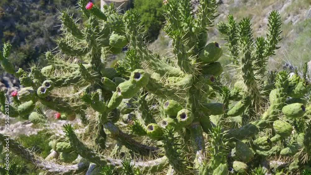 Austrocylindropuntia subulata cactus grows in mountainous, arid, stony ...