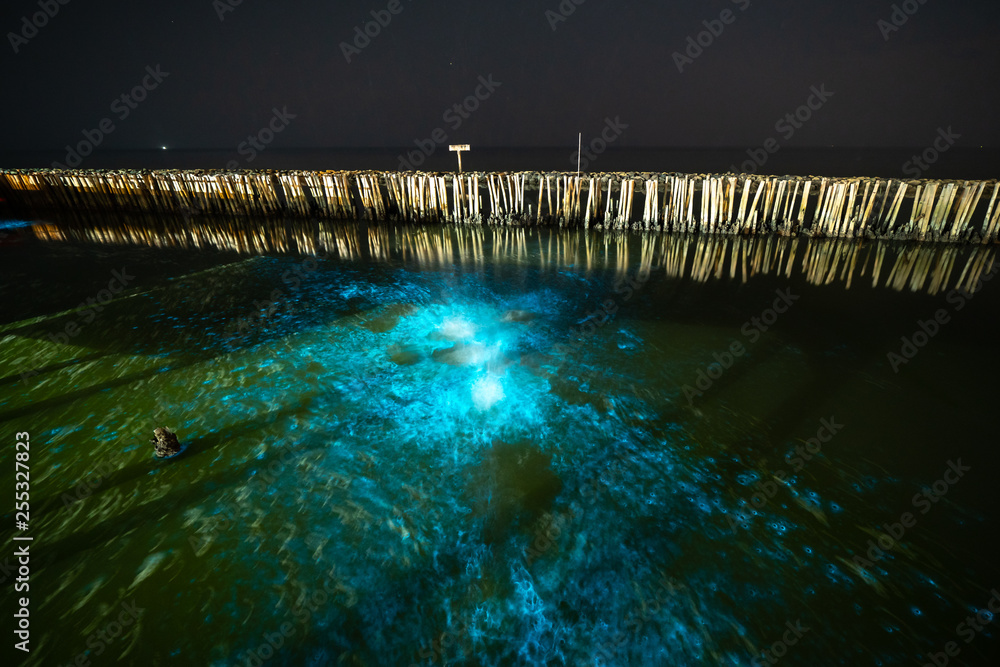 Bioluminescent Plankton Light Up the Sea, The Mesmerising Phenomenon ...