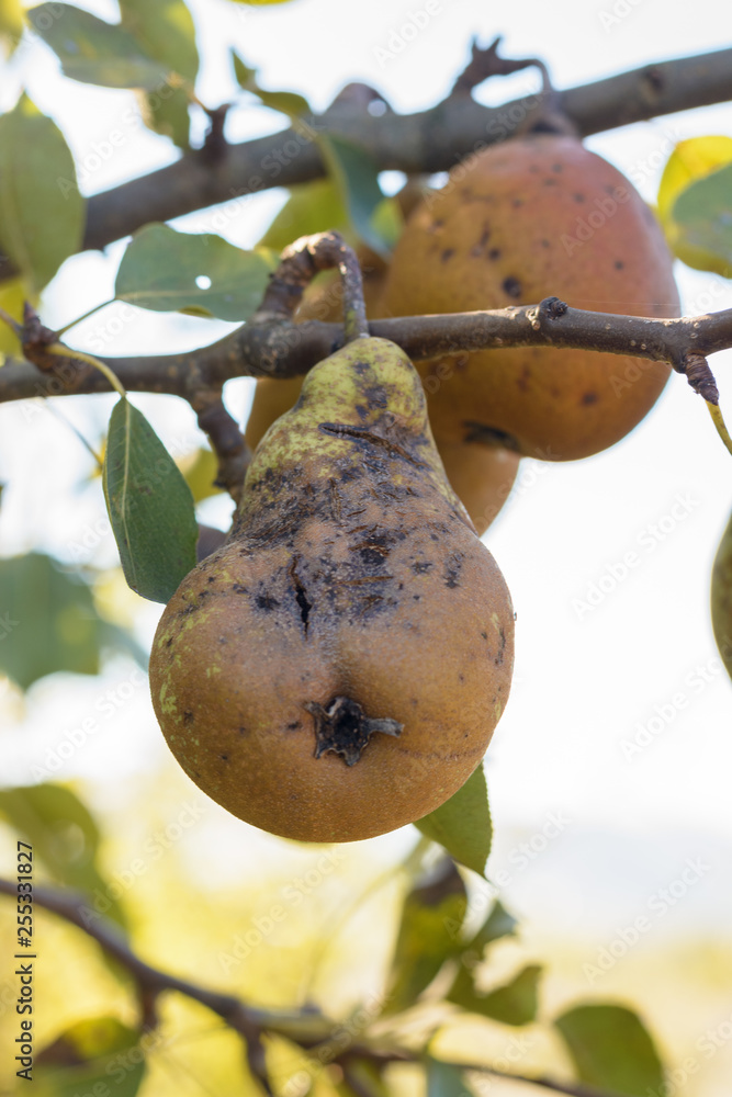 Disease of the pear tree, scabies on the pears Stock Photo | Adobe Stock
