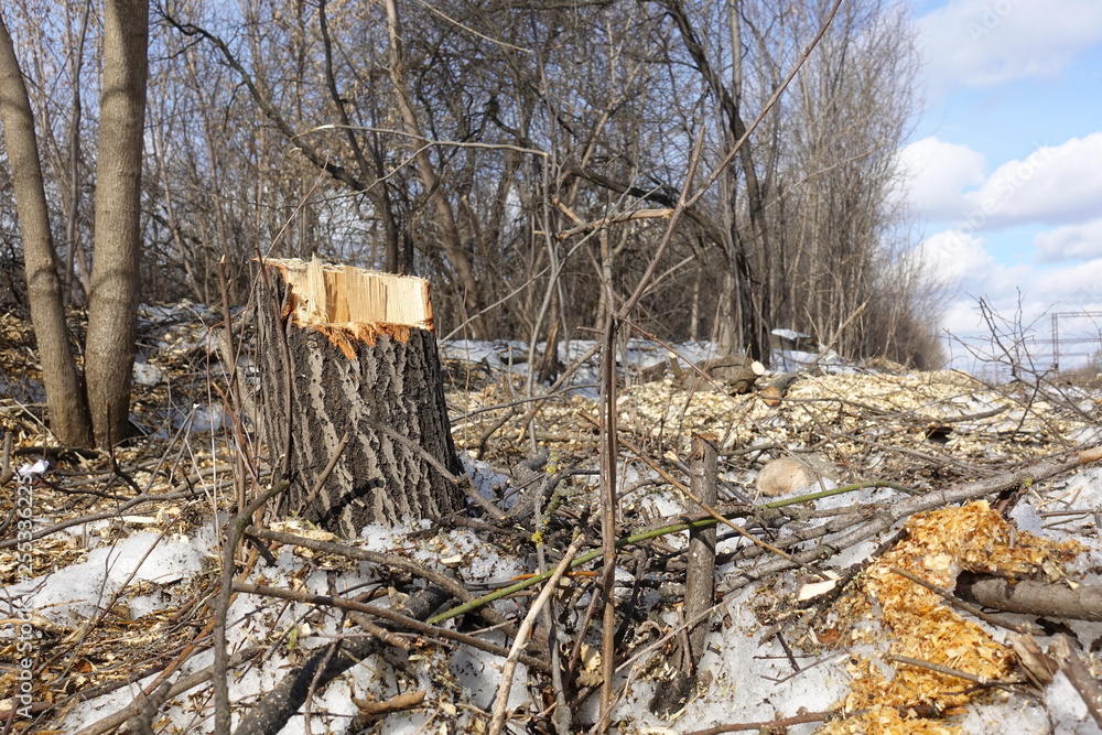Felled trees. Stump and wood chips. The concept of bad ecology. Cutting ...