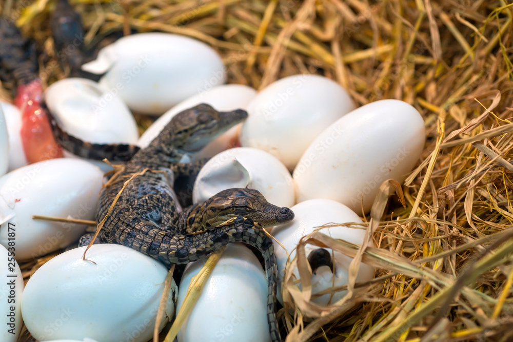 Crocodile Eggs Hatching