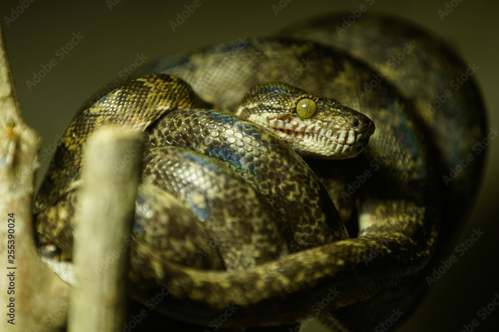 Serpiente en selva Amazonas Stock Photo | Adobe Stock