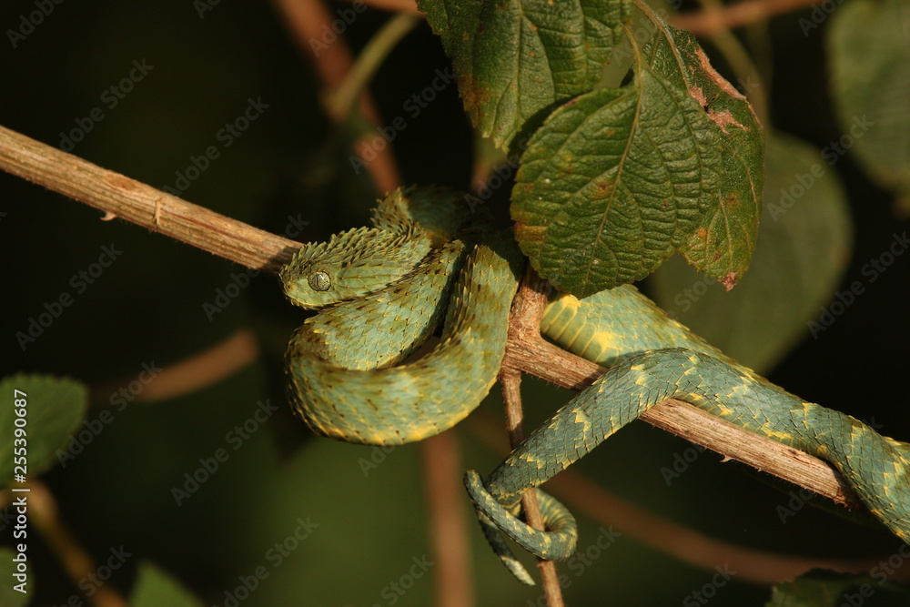 Green bush viper, also known as variable bush viper, leaf viper or ...