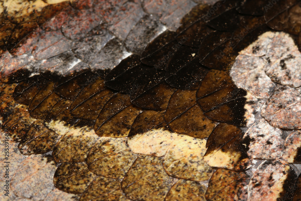 Scales of the large gaboon viper hiding in the old leaves. An extremly ...