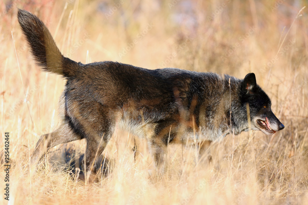 The northwestern wolf (Canis lupus occidentalis) standing on the meadow ...