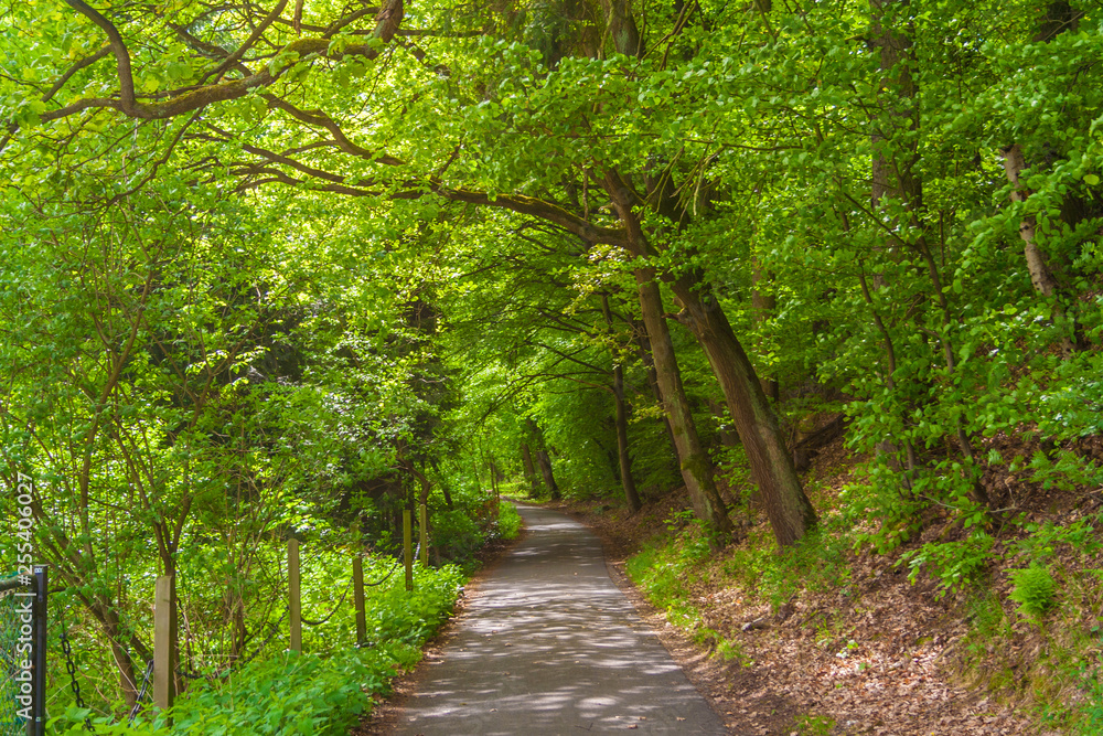 Foto Stock An asphalt paved road leading to a forest. On the right side ...