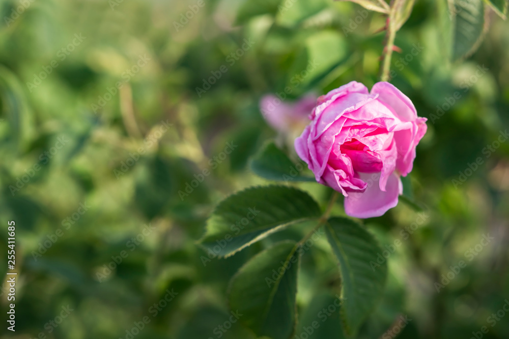 Rosa damascena, known as the Damask rose - pink, oil-bearing, flowering ...