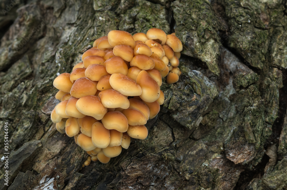 Winter yellow edible mushroom Flammulina velutipes on the tree. Also ...