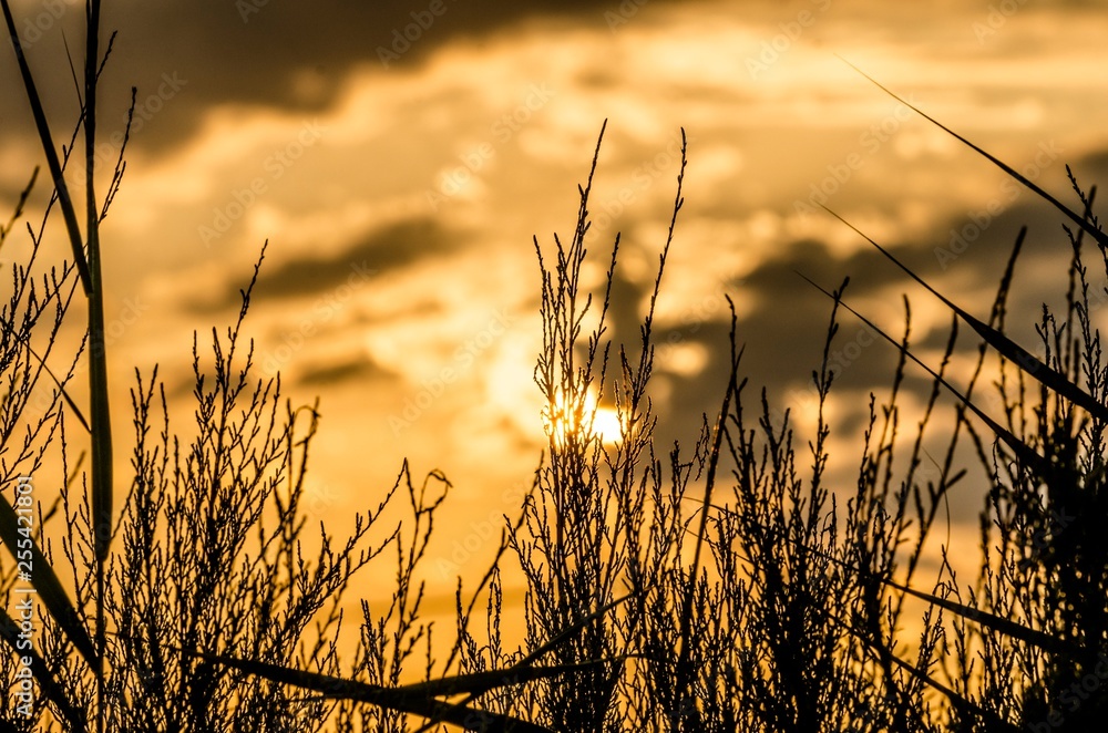 Sfondo di paesaggio al tramonto con sagome di piante in primo piano ...