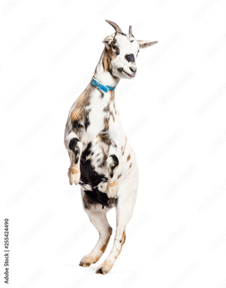 Goat on hind legs in front of white background Stock Photo | Adobe Stock