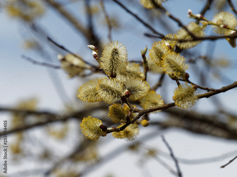 Salix caprea - Gros plan sur des rameaux du saule marsault Stock Photo ...