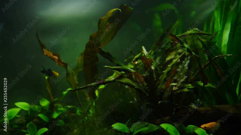 Fish eat food from stones and green leaves of plants. Fish and marine ...