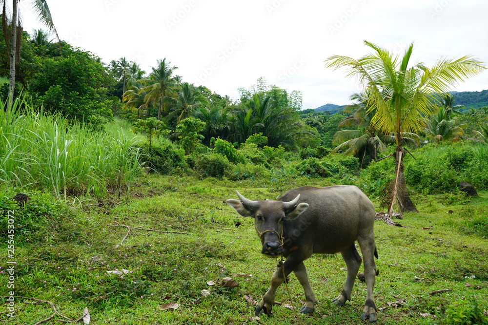 Carabao in the tropical jungle landscape outside of Dumaguete ...