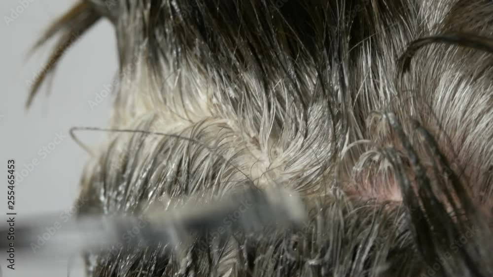 The overgrown gray roots of a middle-aged woman who colouring her hair ...