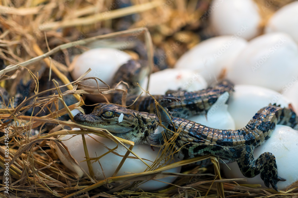 New born Crocodile baby incubation hatching eggs or science name ...