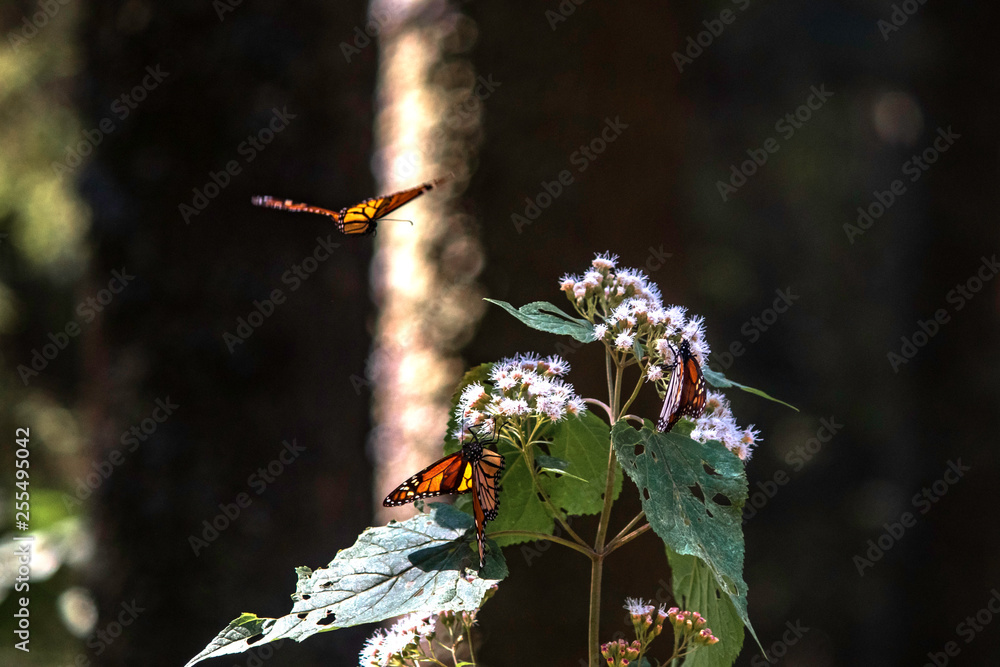MARIPOSAS MONARCAS VOLANDO Stock Photo | Adobe Stock