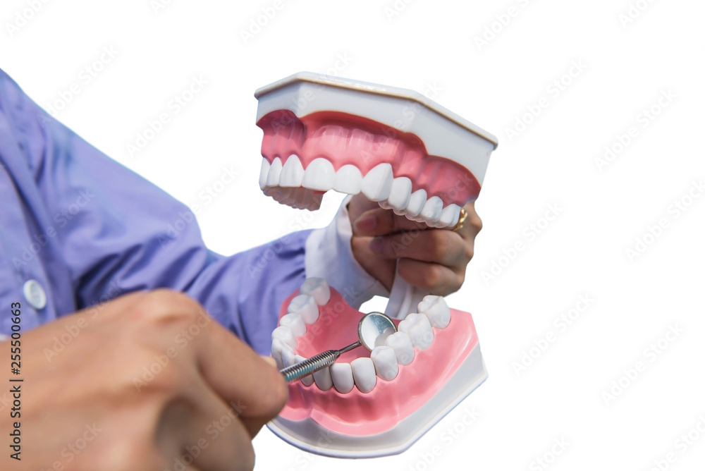 The dental model is used to teach how to check the cleanliness of the ...