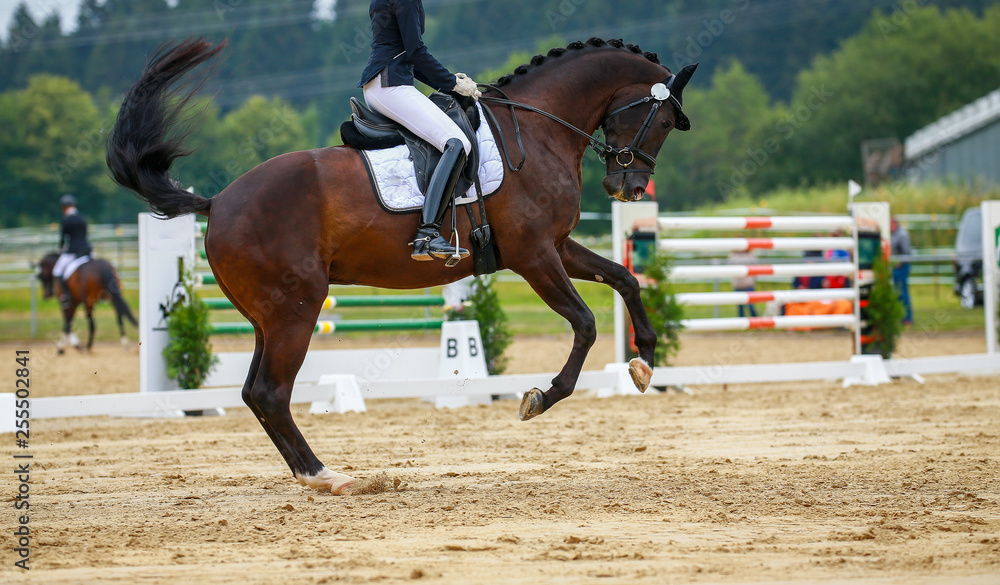 Horse dressage with rider in the dressage quadrangle, photographed from ...