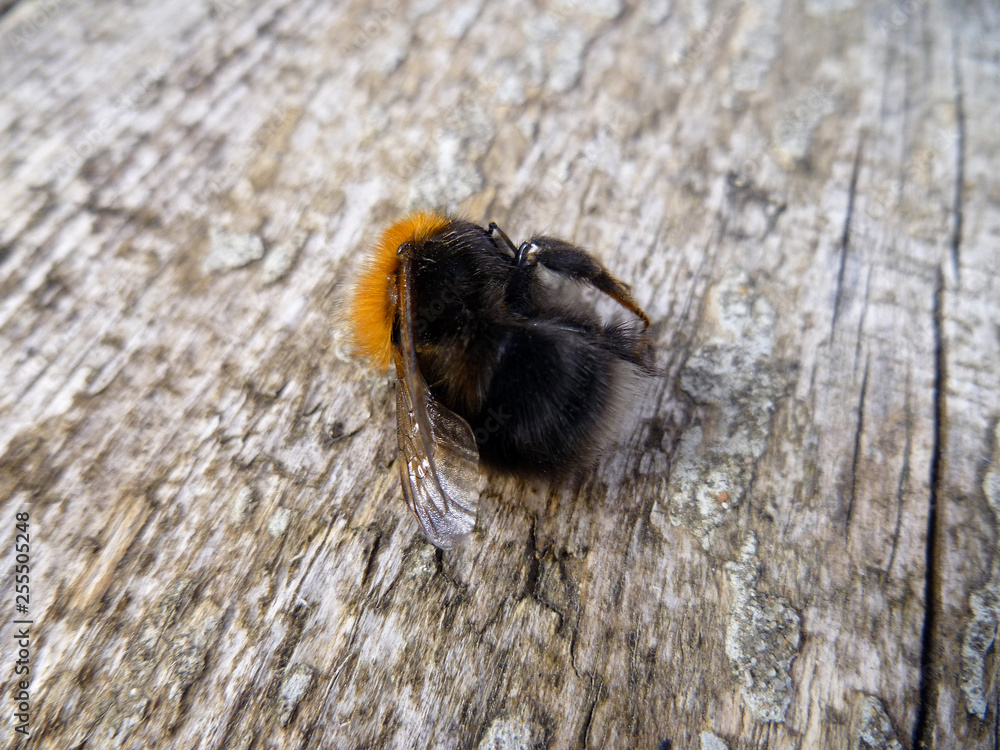 Bumblebee, Macro of dead Bumblebee. Dried dead insect bumblebee on ...