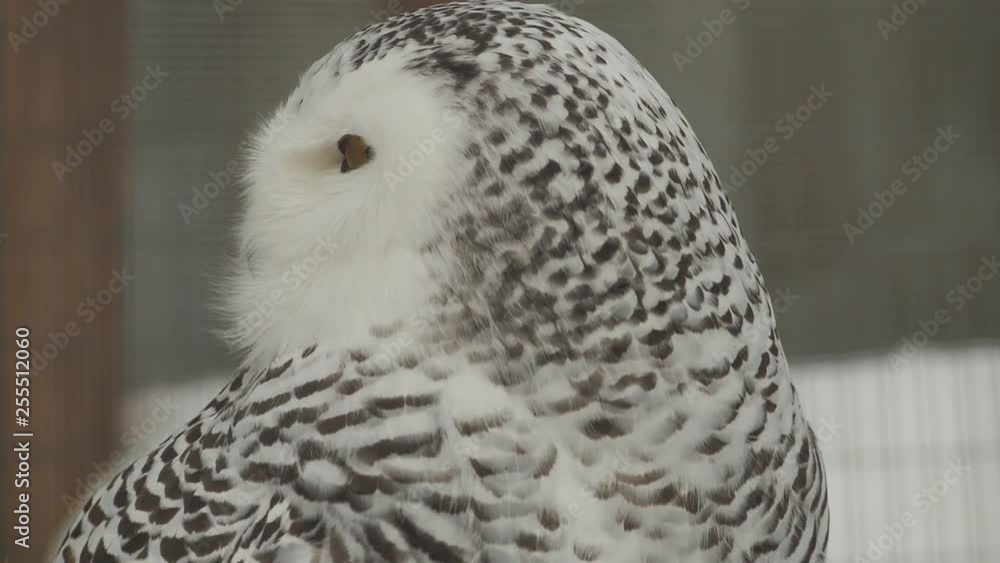 Snowy owl turning head and breathing. Beautiful wildlife, birds of prey ...