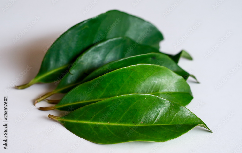 Indonesian bay leaf or Indian bay leaf on white background. The leaves ...