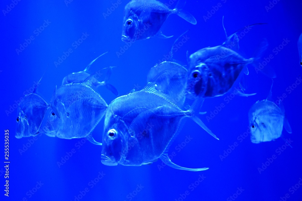 The lookdown (Selene vomer) fish is similar to the Atlantic moonfish ...