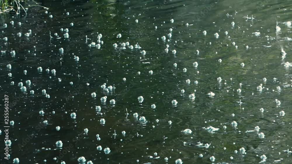 Raindrops and air bubbles on a water surface of a park pond (lake ...