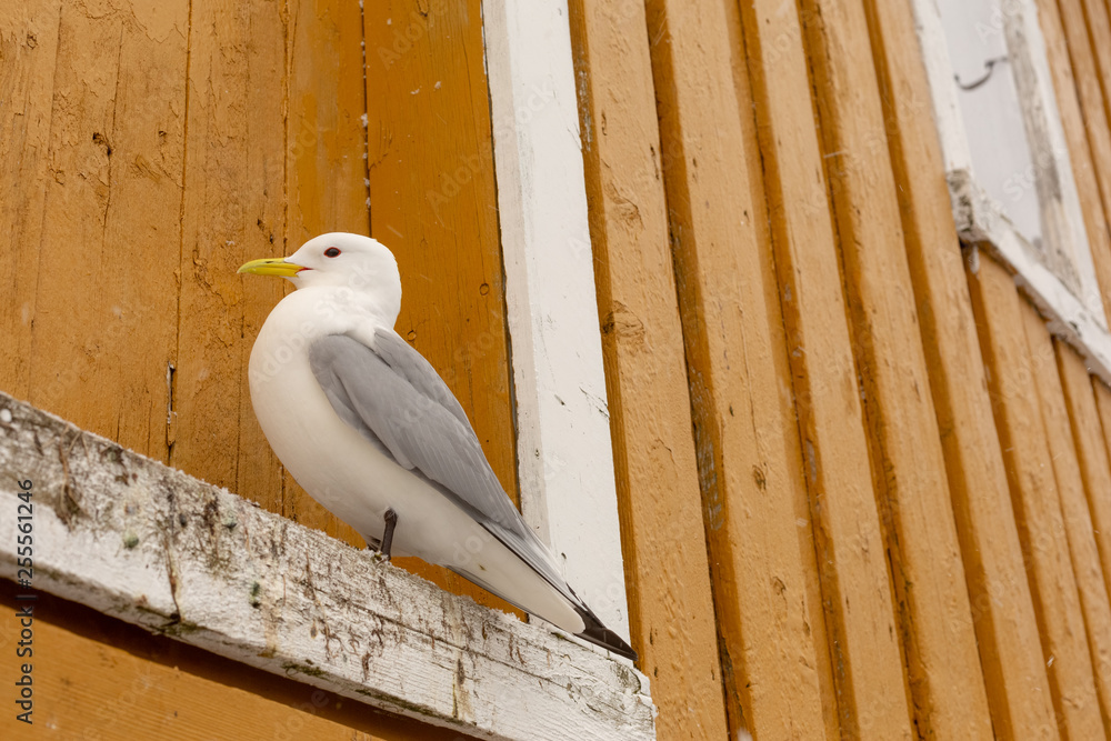 Seagull during a snowstorm nesting above a window frame of rorbuer hut ...