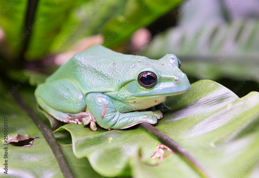 Chinese Gliding Frog