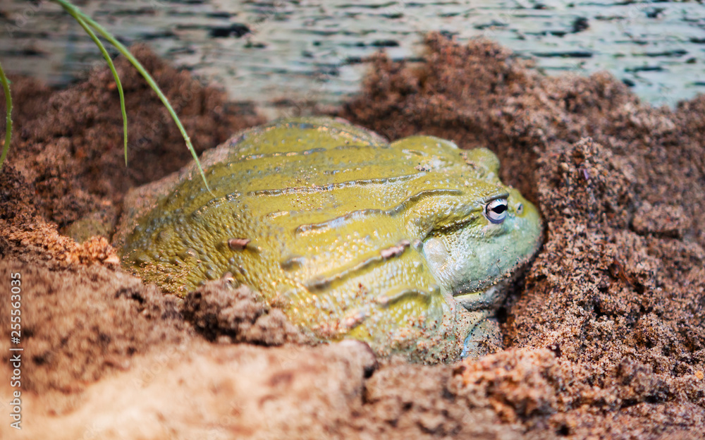 African Bullfrog Pet