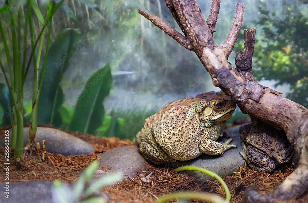 Malay toad. The main color of the backs of toads are brown, black. The ...
